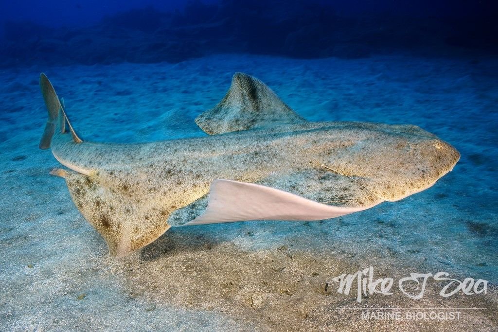 Angelshark Acoustic Tag pritrditev - Irnas