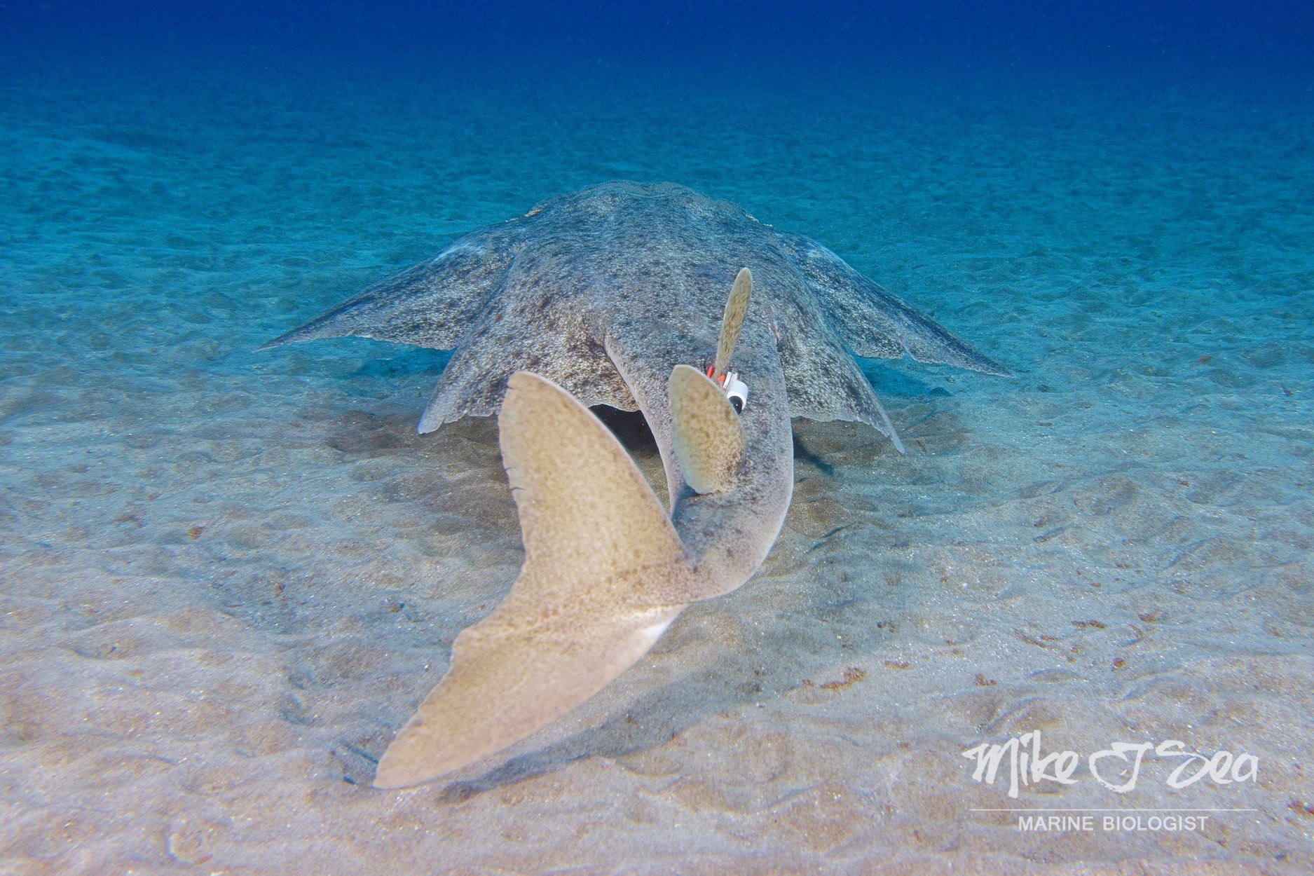 Angelshark Acoustic Tag pritrditev - Irnas