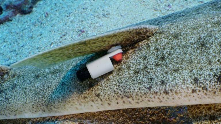 Angelshark Acoustic Tag pritrditev - Irnas