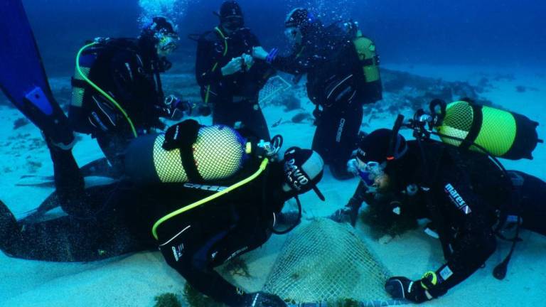 Angelshark Acoustic Tag pritrditev - Irnas